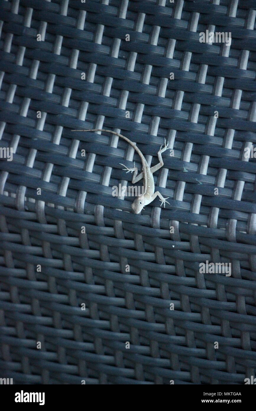 brown lizard in the house Stock Photo - Alamy