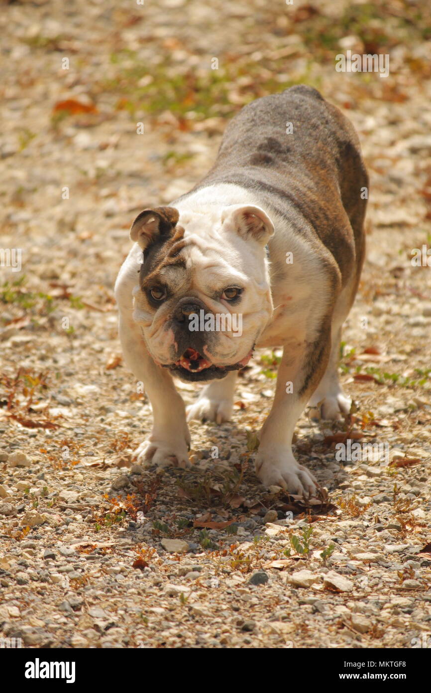 English bulldog standing and enjoying sunshine in the yard Stock Photo ...