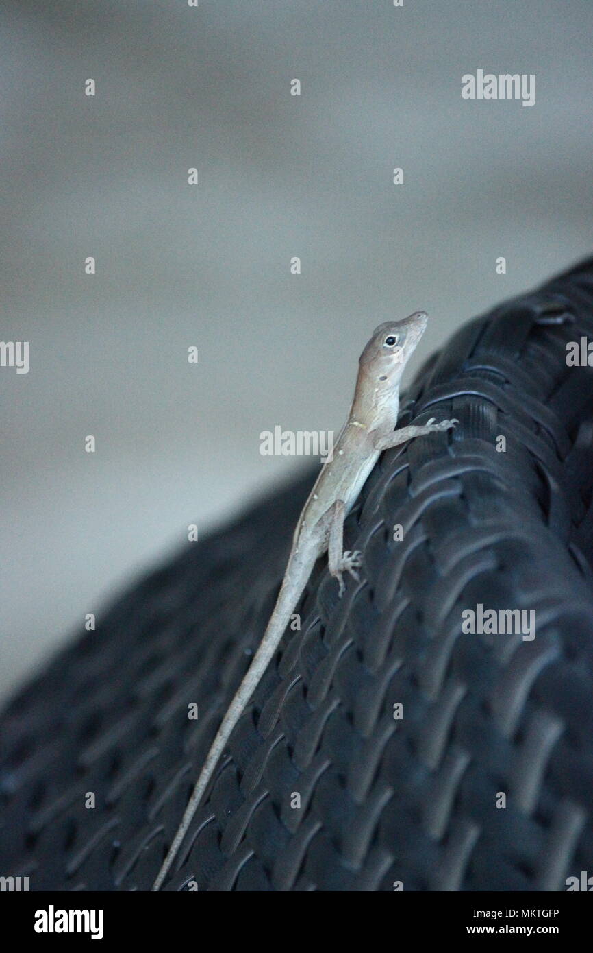 brown lizard in the house Stock Photo - Alamy