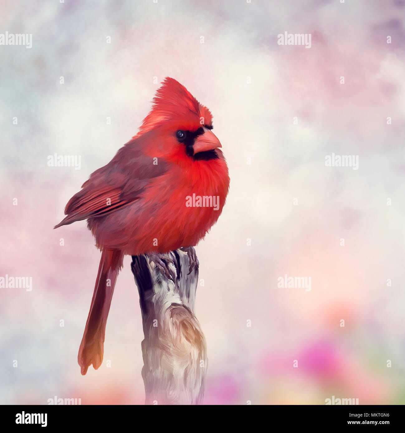 Male Northern Cardinal perches on a stump Stock Photo - Alamy