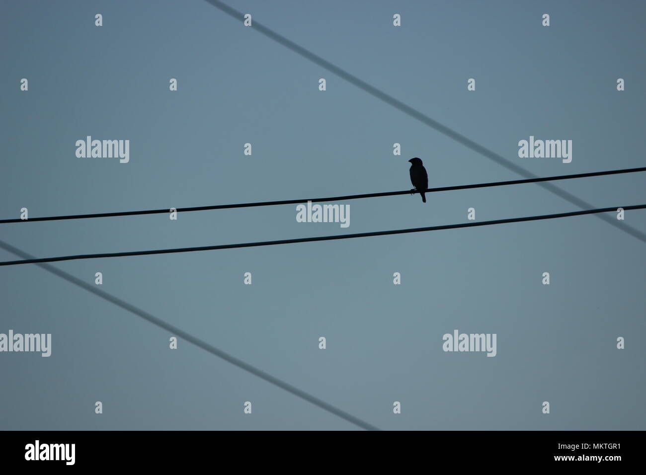 bird in the cable Stock Photo - Alamy