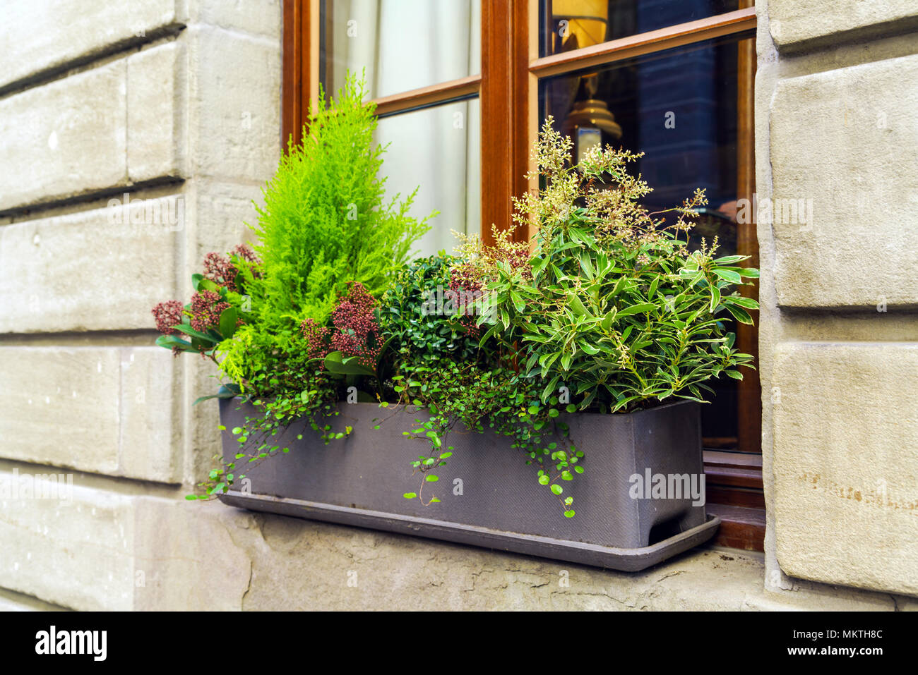 Decorating the window with various decorative green plants, Geneva ...