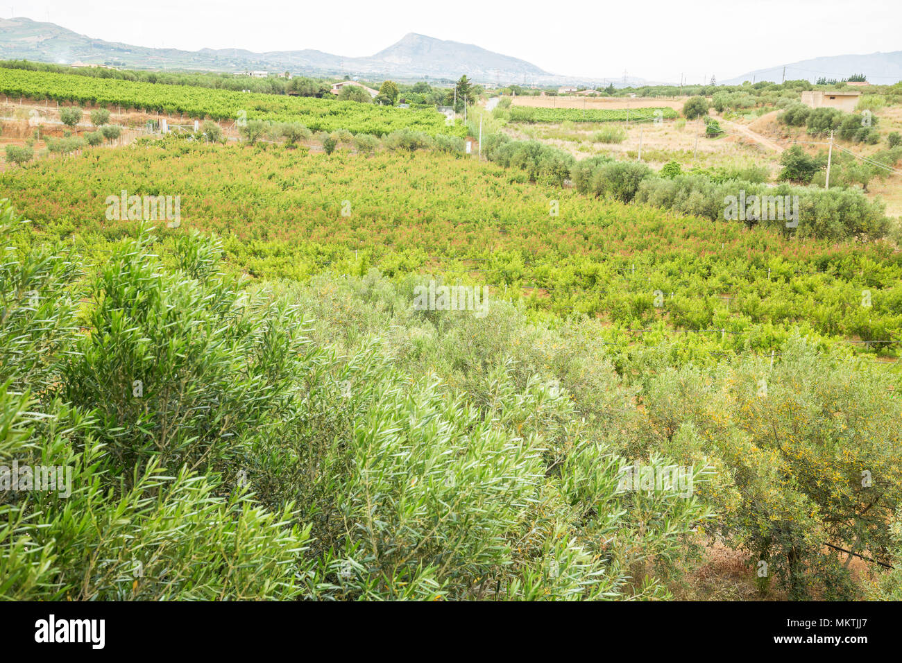 Orchard. Field with fruit trees Stock Photo - Alamy