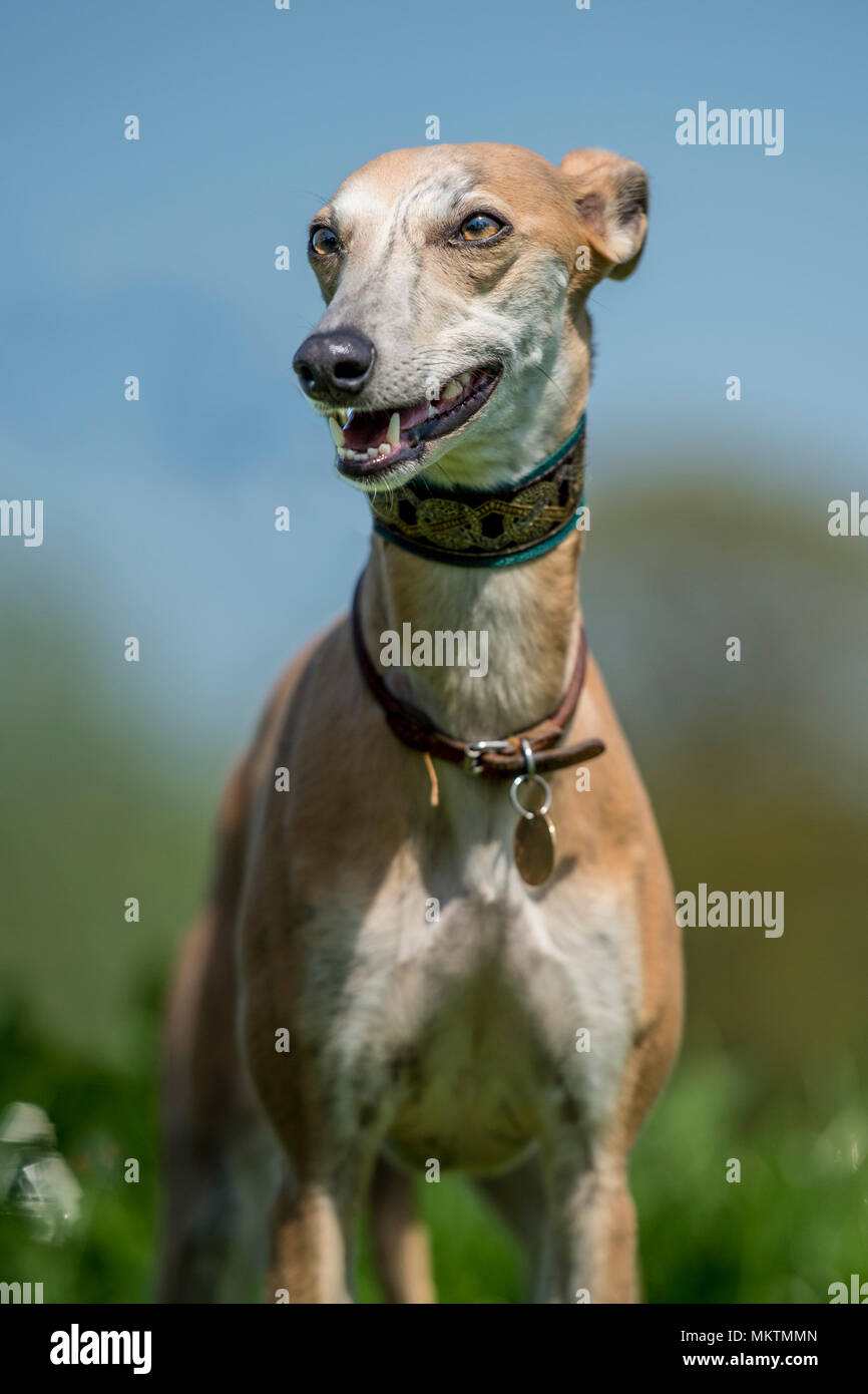 whippet dog in summer Stock Photo - Alamy