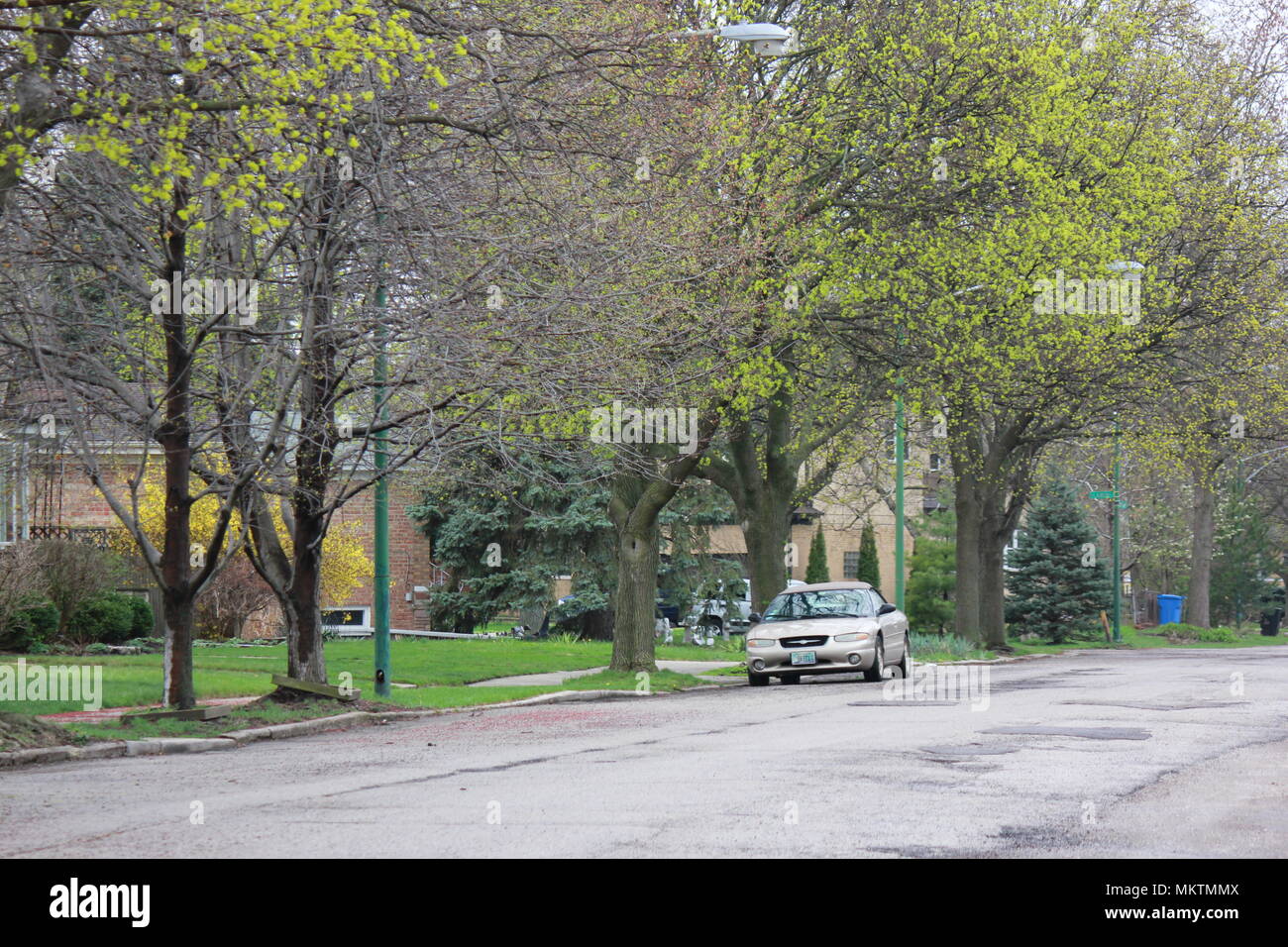 Streetscape of a regular Chicago side street with greenery and homes ...