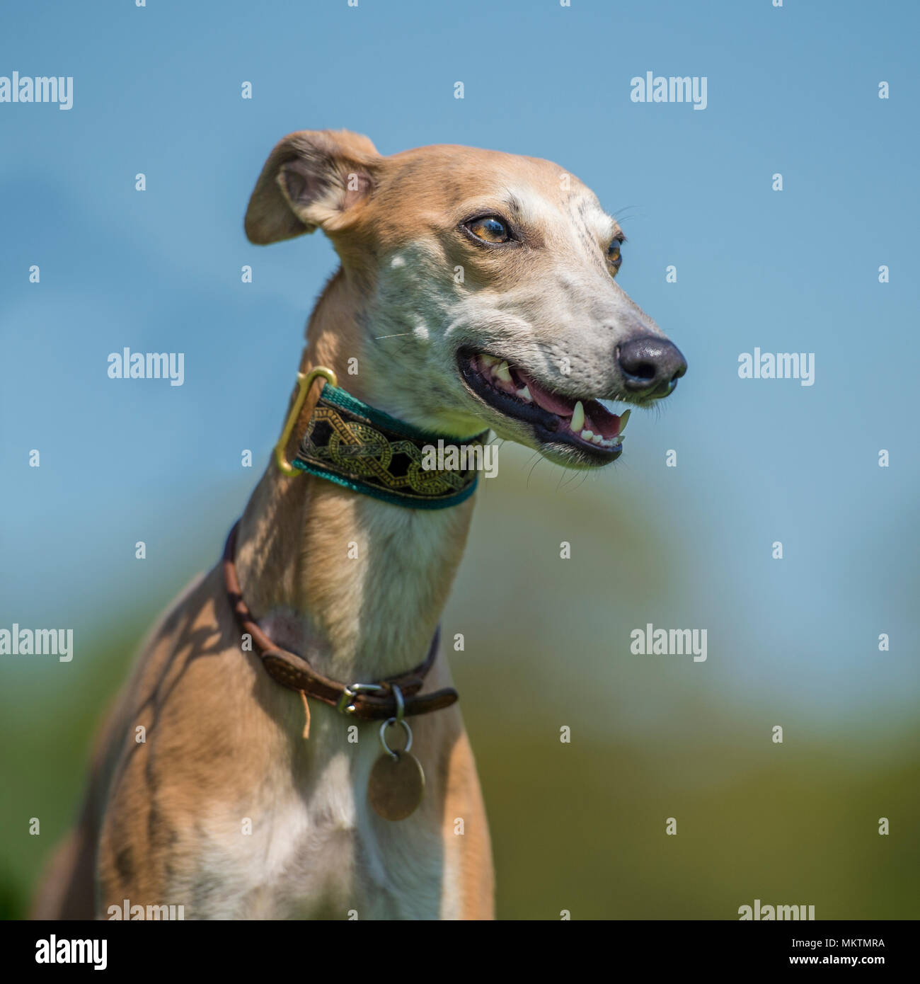 Panting Lurcher High Resolution Stock Photography and Images - Alamy