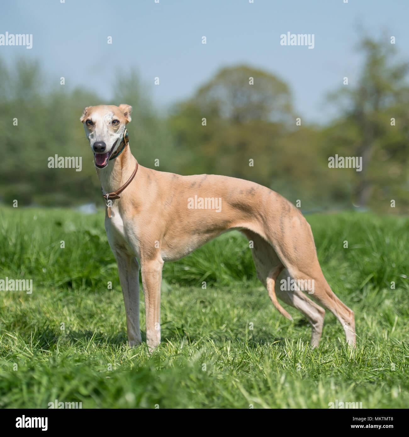 whippet Stock Photo: 184325352 - Alamy