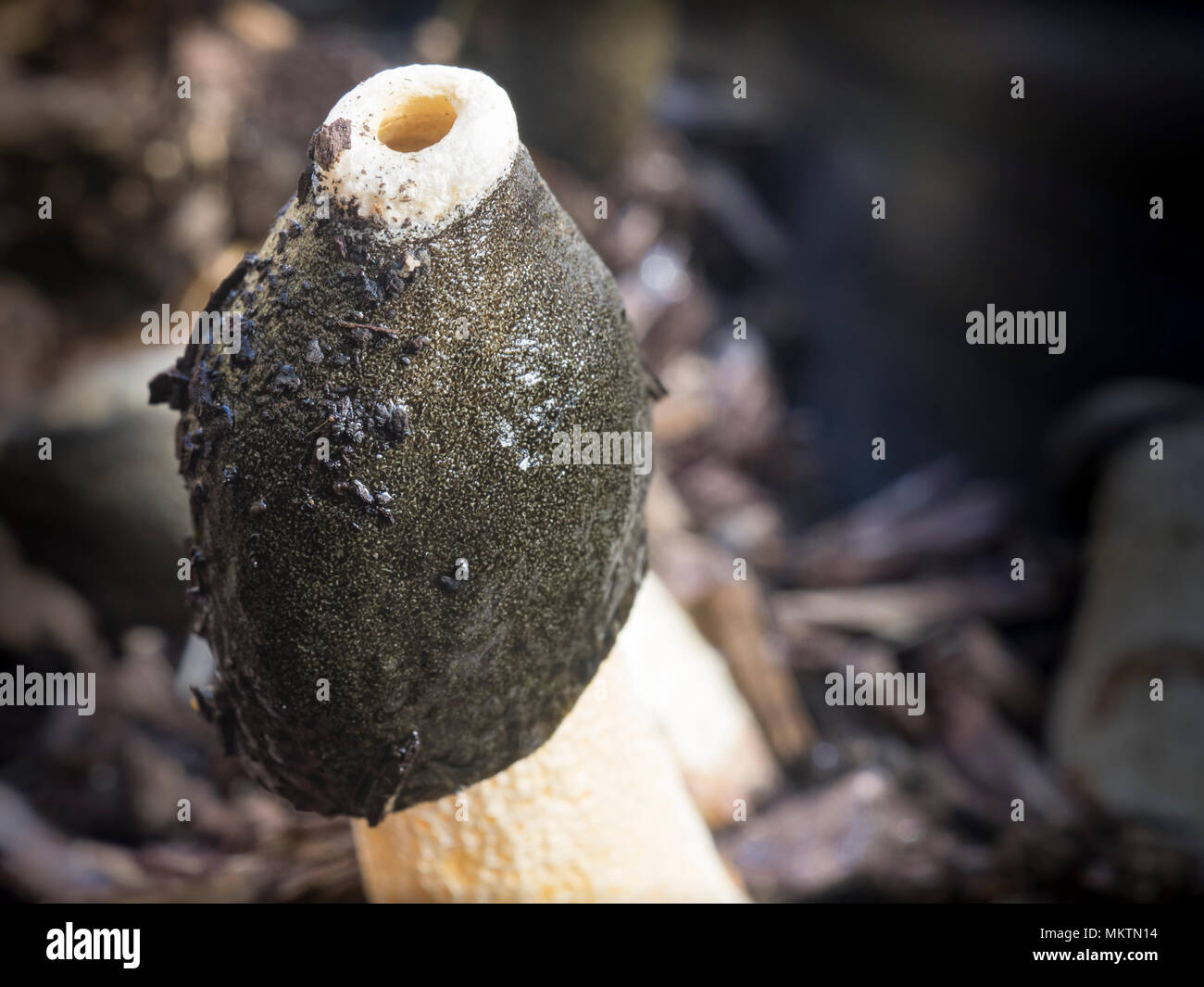 Phallic plant hi-res stock photography and images - Alamy
