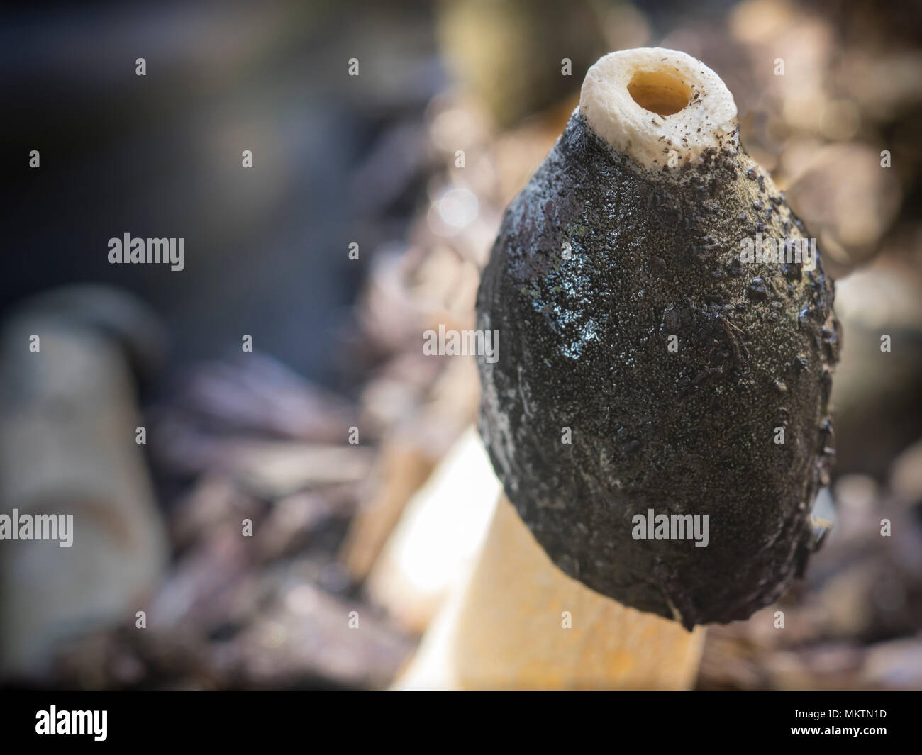 Smelly Plant High Resolution Stock Photography and Images - Alamy