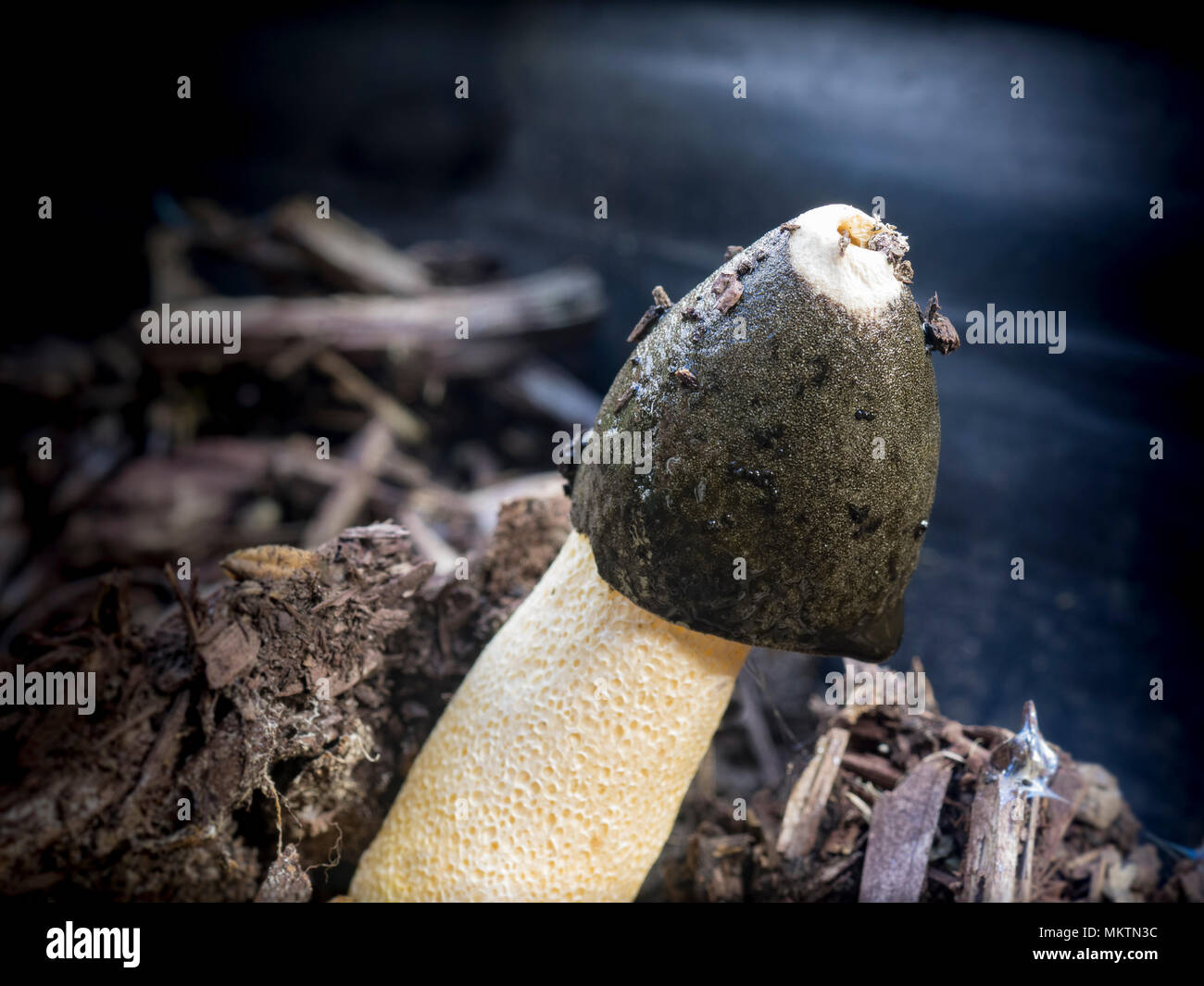 Phallic High Resolution Stock Photography and Images - Alamy