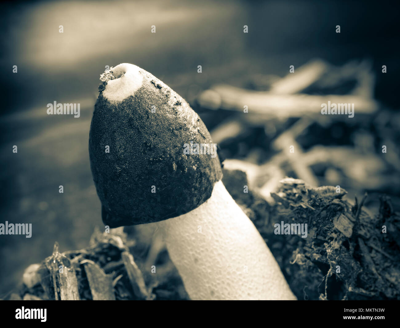 Phallic High Resolution Stock Photography and Images - Alamy