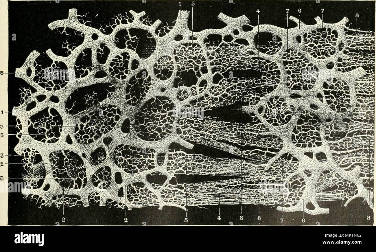 "A Reference handbook of the medical sciences embracing the entire ...