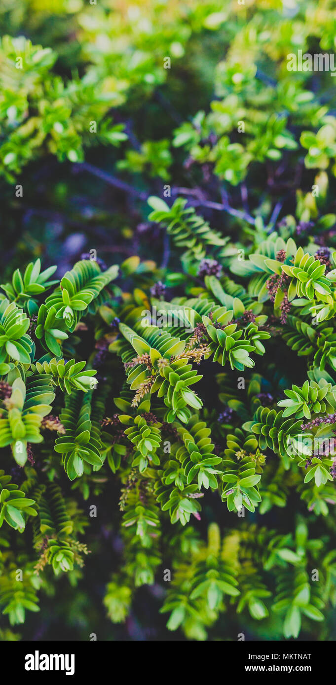 hebe plant shot at shallow depth of field, plants native to New Zealand ...