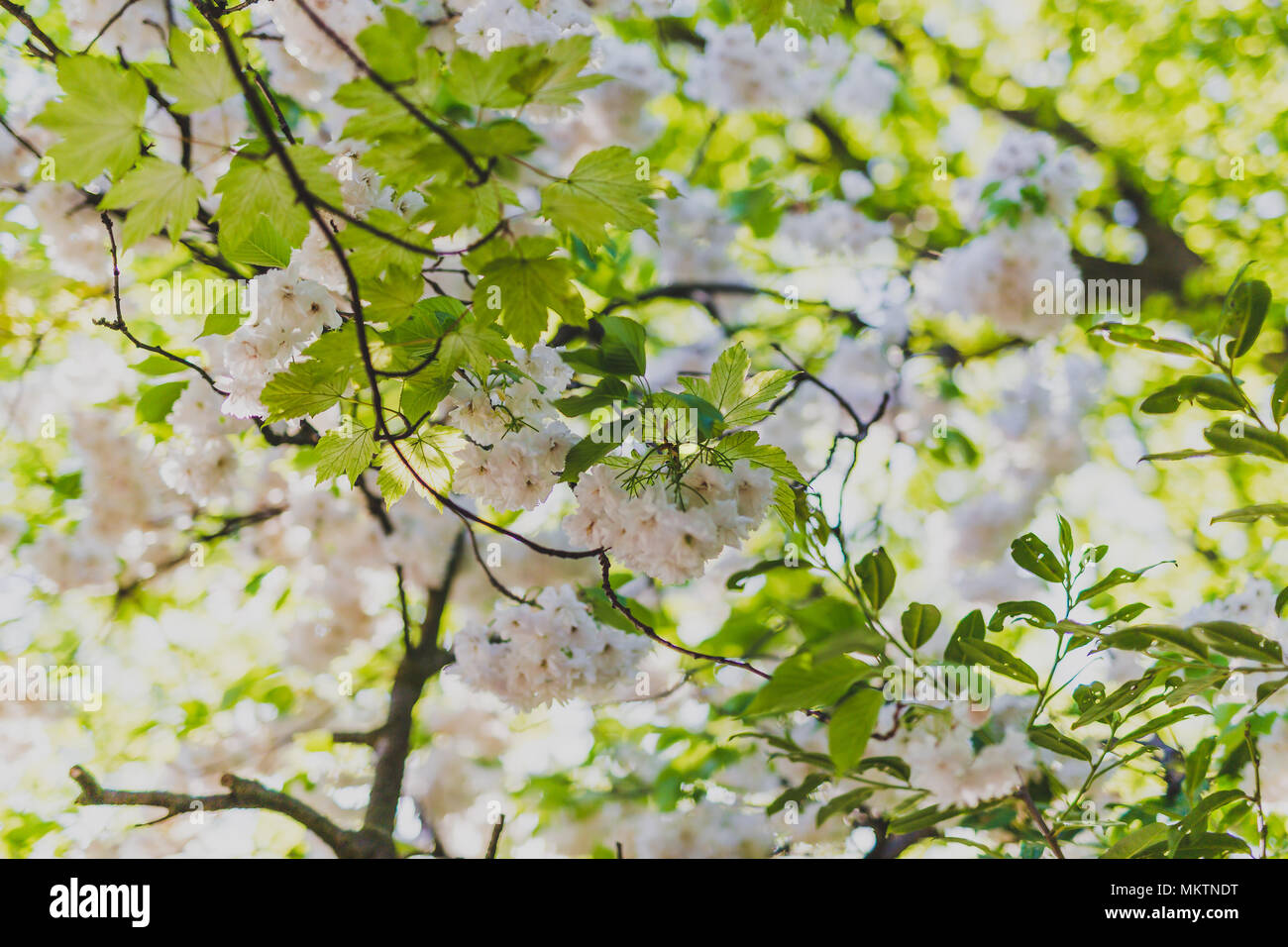 white prunus blossoms on tree branches in city park, shot at shallow depth of field on a sunny ...