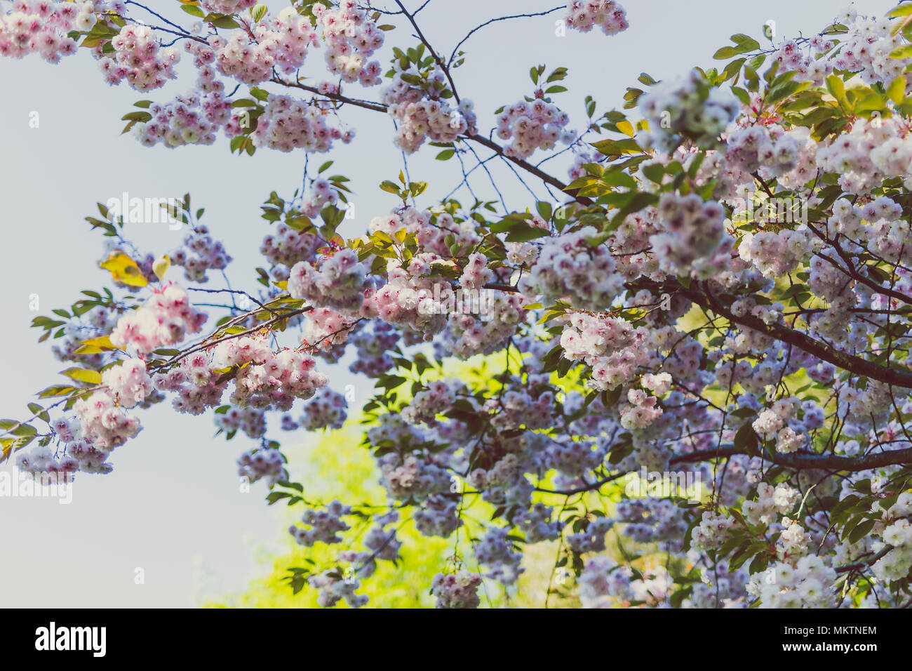 pale pink prunus blossoms on tree branches in city park, shot at shallow depth of field on a ...