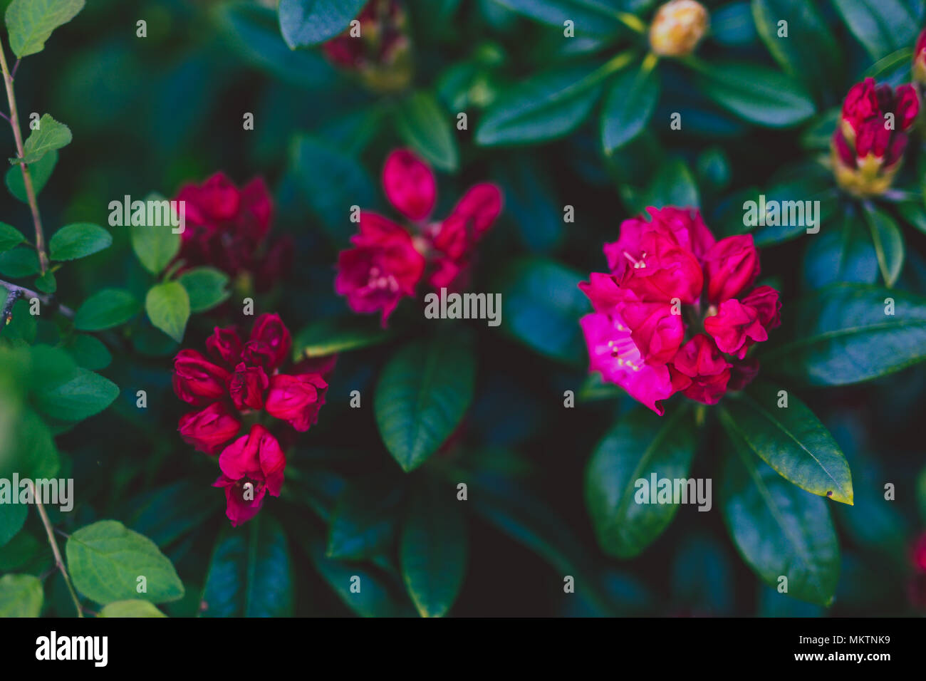 red rhododendron flowers in the ground in city park, shot at shallow ...