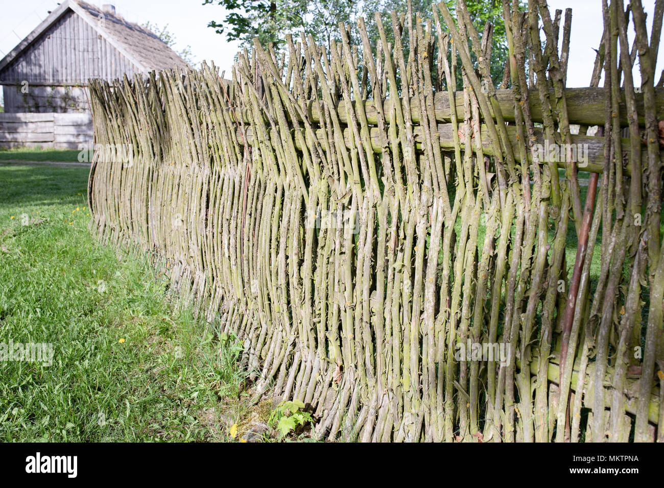 Traditional old wooden beech tree branch fence. Polish countryside ...