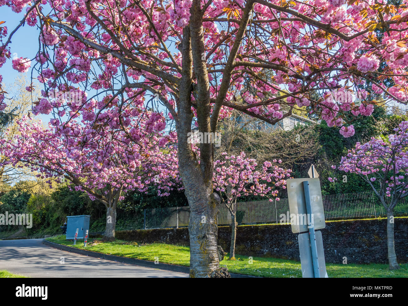 Cherry Trees in full bloom line the shore of Lake Washington in Seattle ...