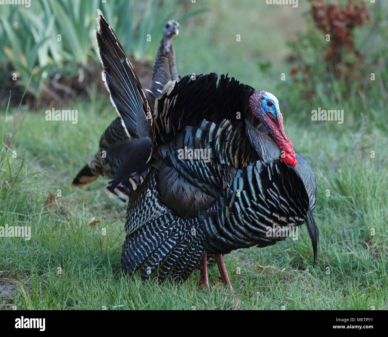 Wild turkey with tail feathers fanned out in the Cascade Siskiyou ...