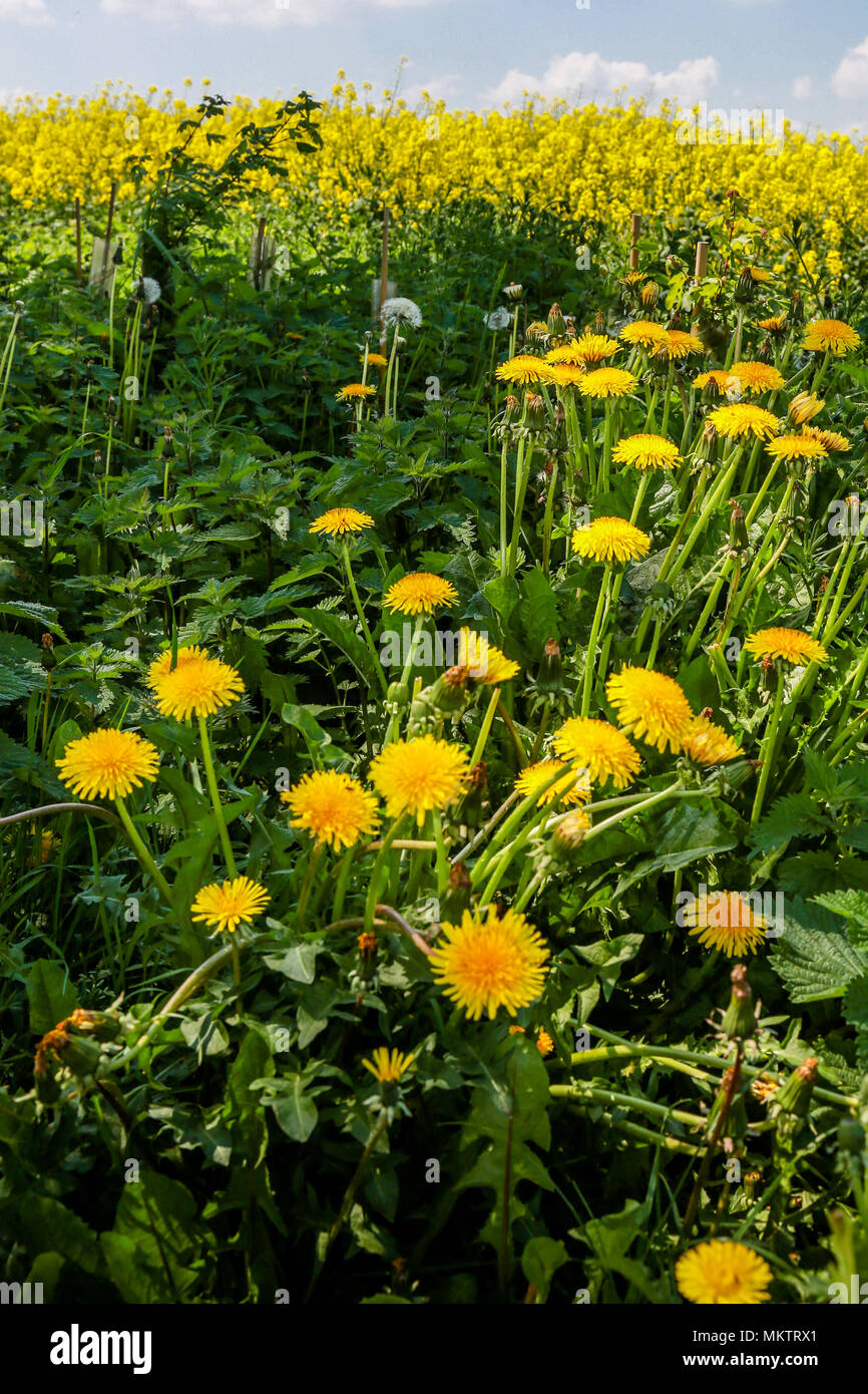 A crop of bright yellow dandelions and their fluffy seed heads by the ...
