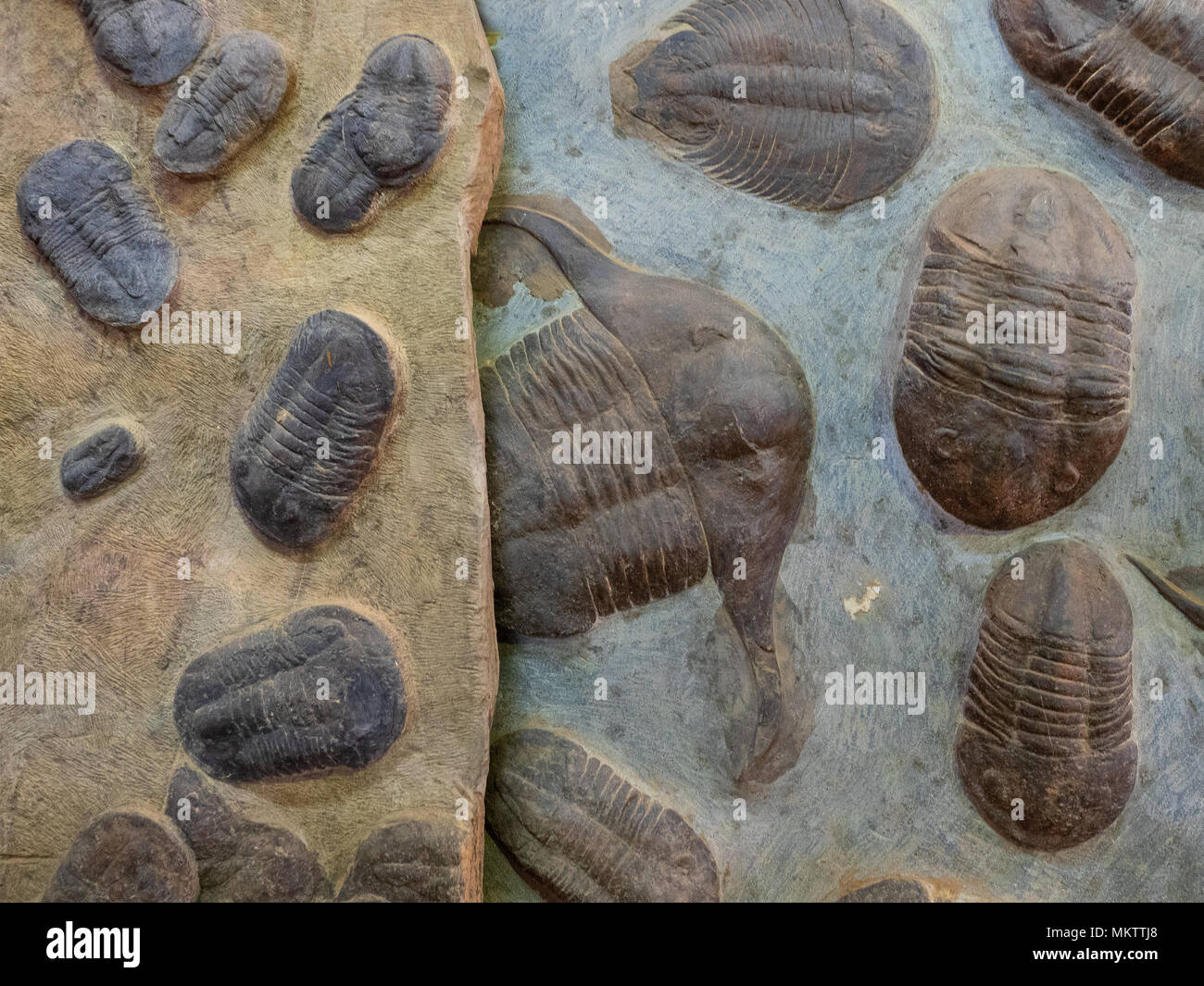 Ancient fossils in rocks hi-res stock photography and images - Alamy