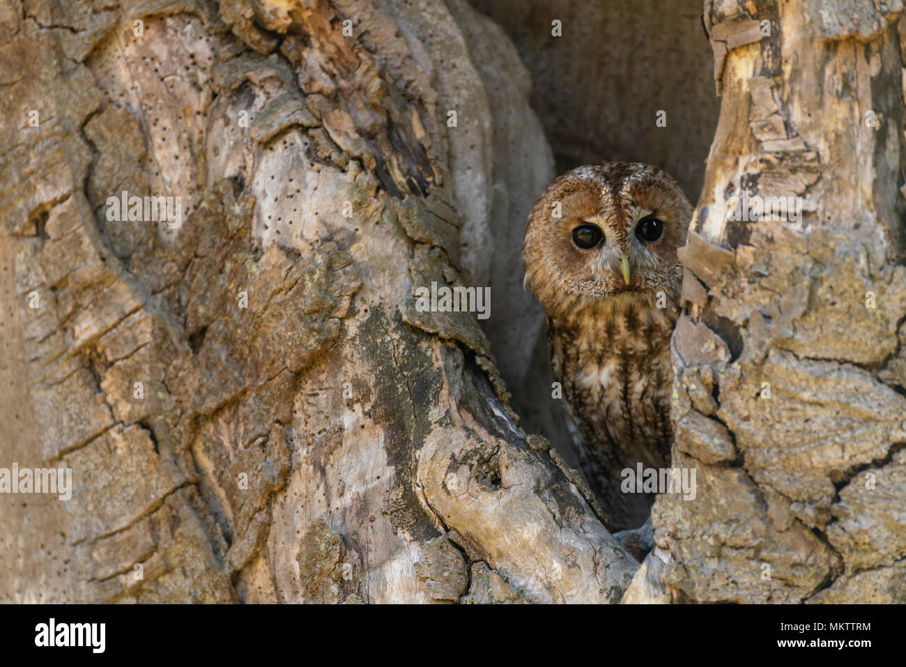 Hoolow hi-res stock photography and images - Alamy