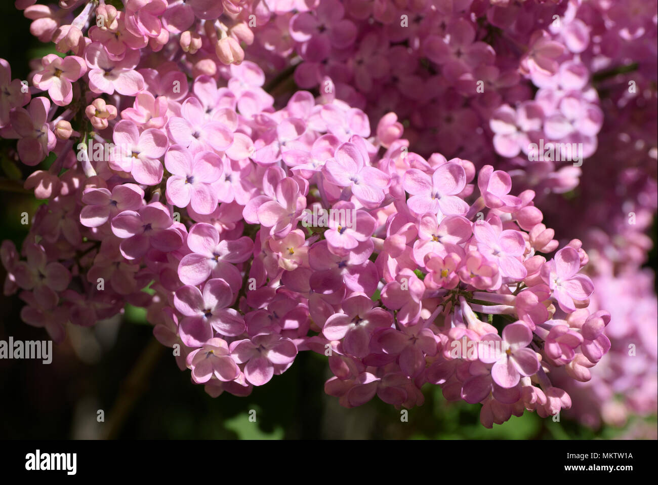 Pink lilac bush hi-res stock photography and images - Alamy