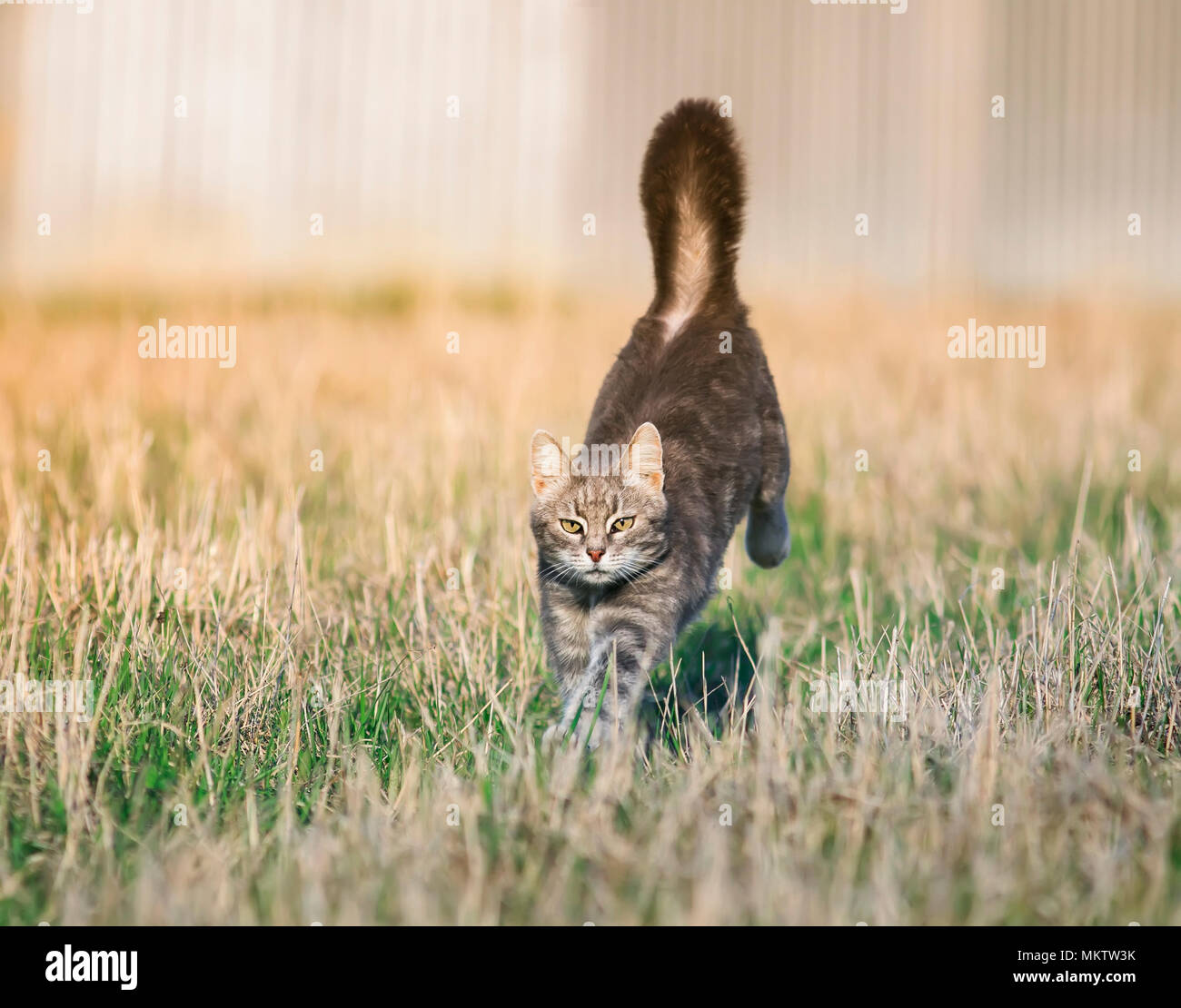 the beautiful nimble cat fun and rapidly neck on miss glade highly ...