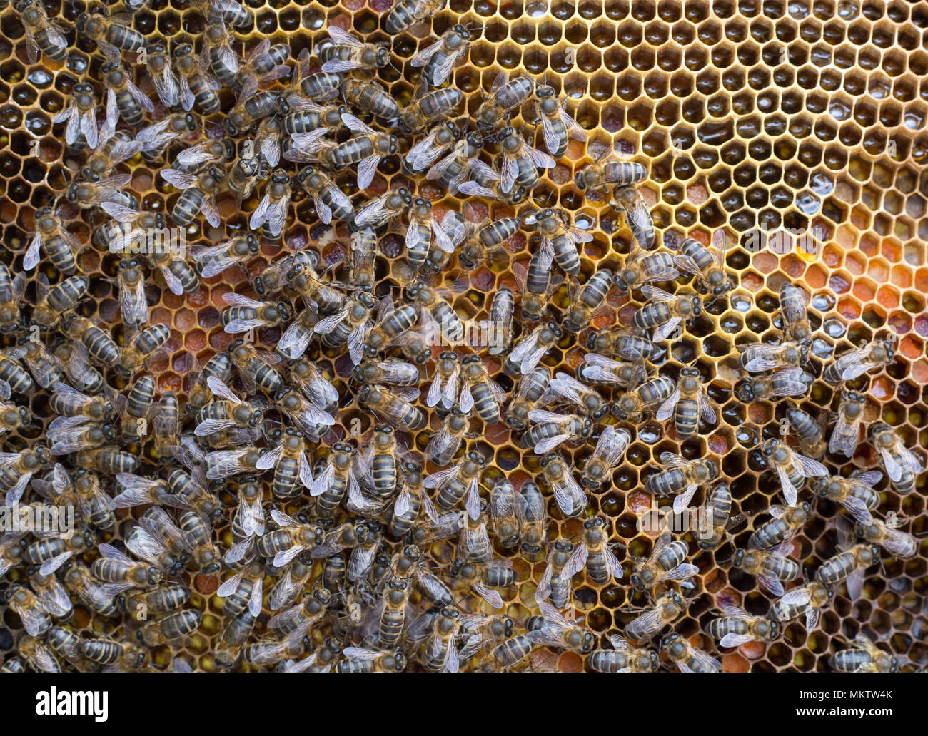 Bees making honey hi-res stock photography and images - Alamy