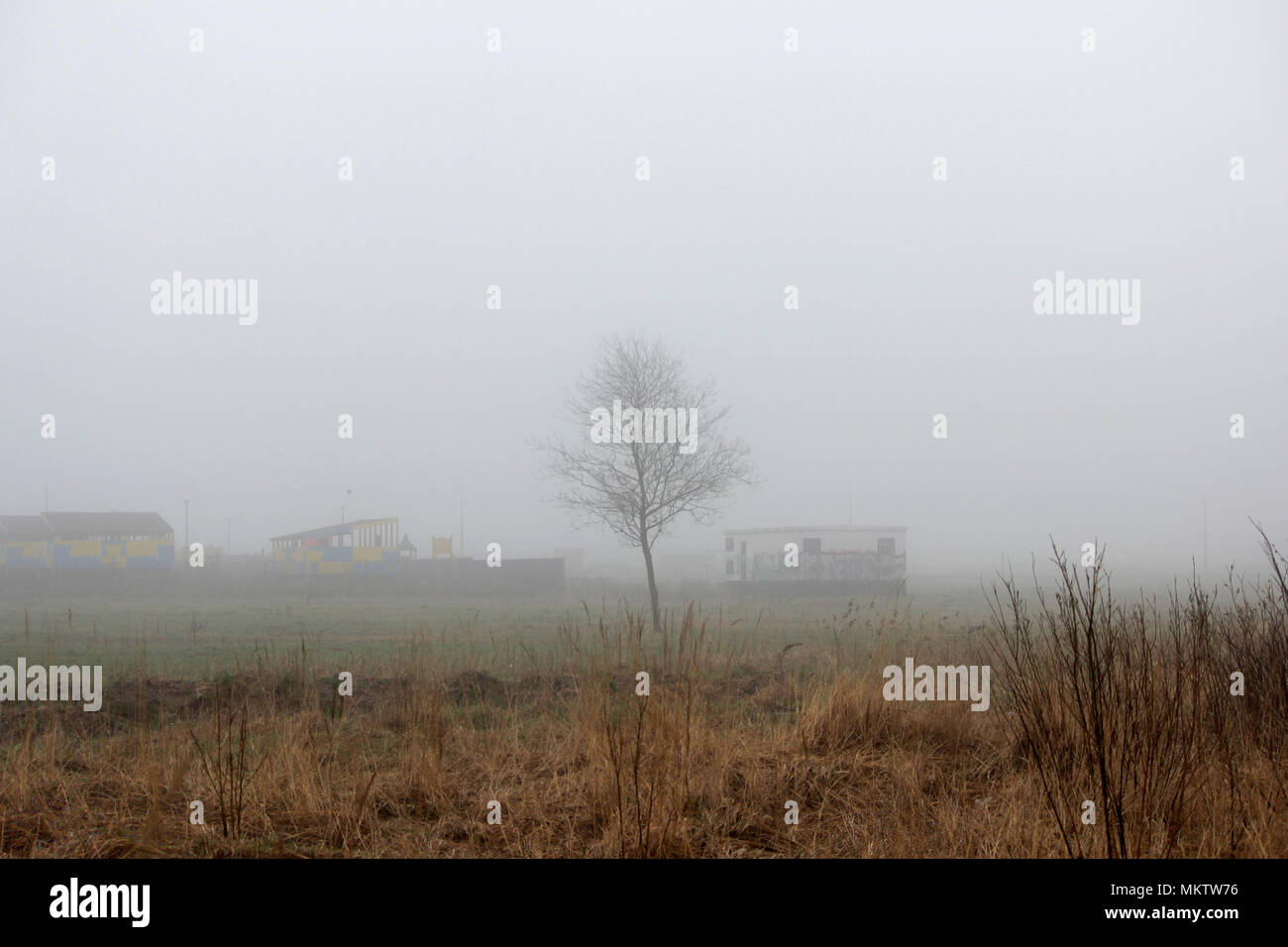 a lonely little tree and houses in the fog in a vacant lot in the ...