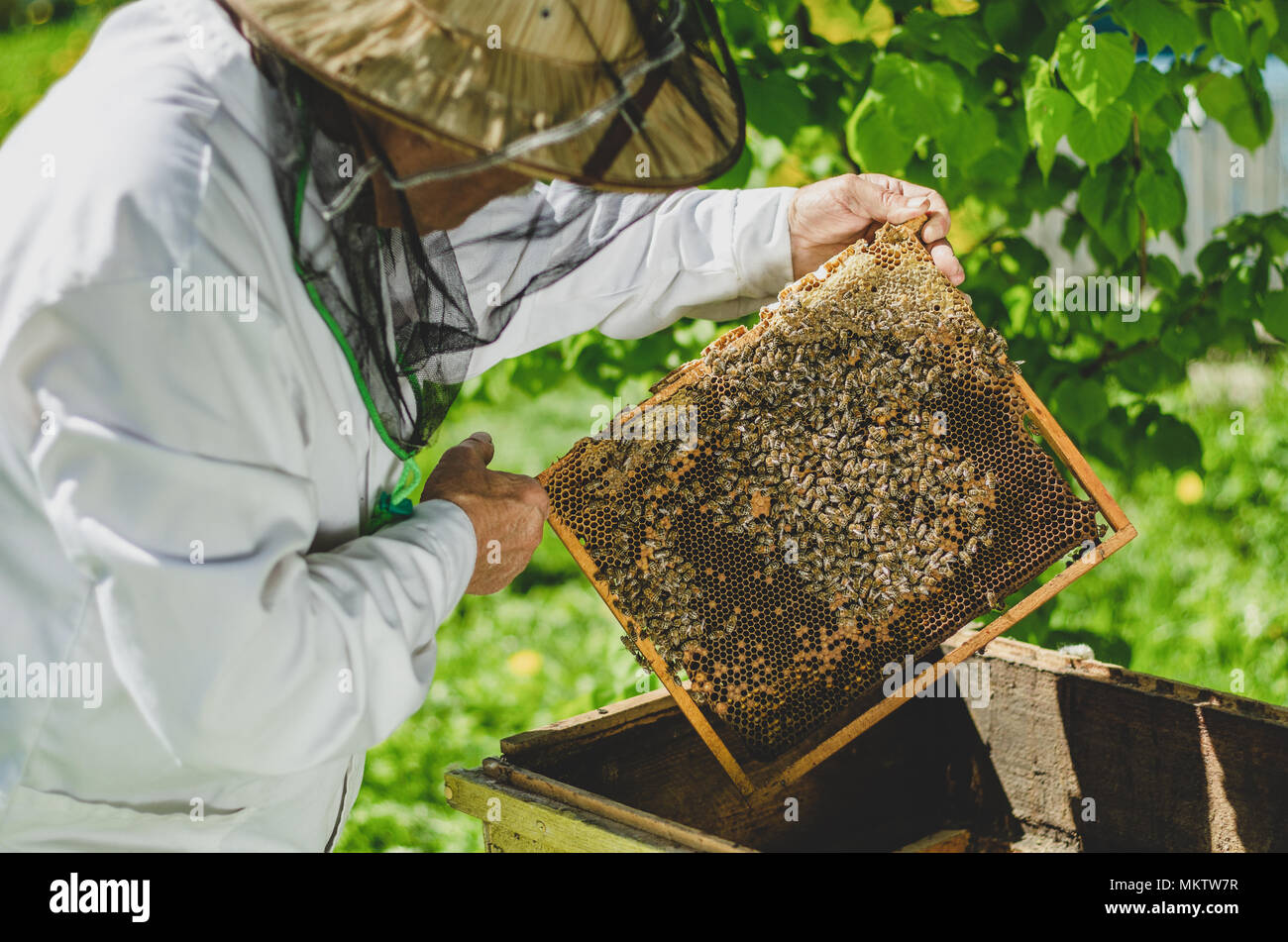 senior apiarist making inspection in apiary in the springtime Stock ...
