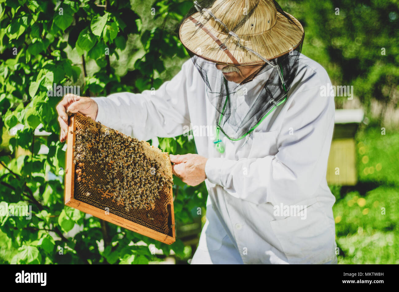 senior apiarist making inspection in apiary in the springtime Stock ...