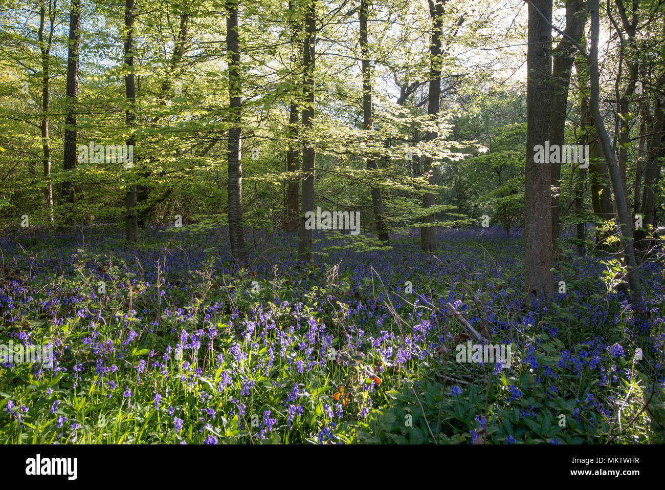 Sunrise in bluebell woods hi-res stock photography and images - Alamy