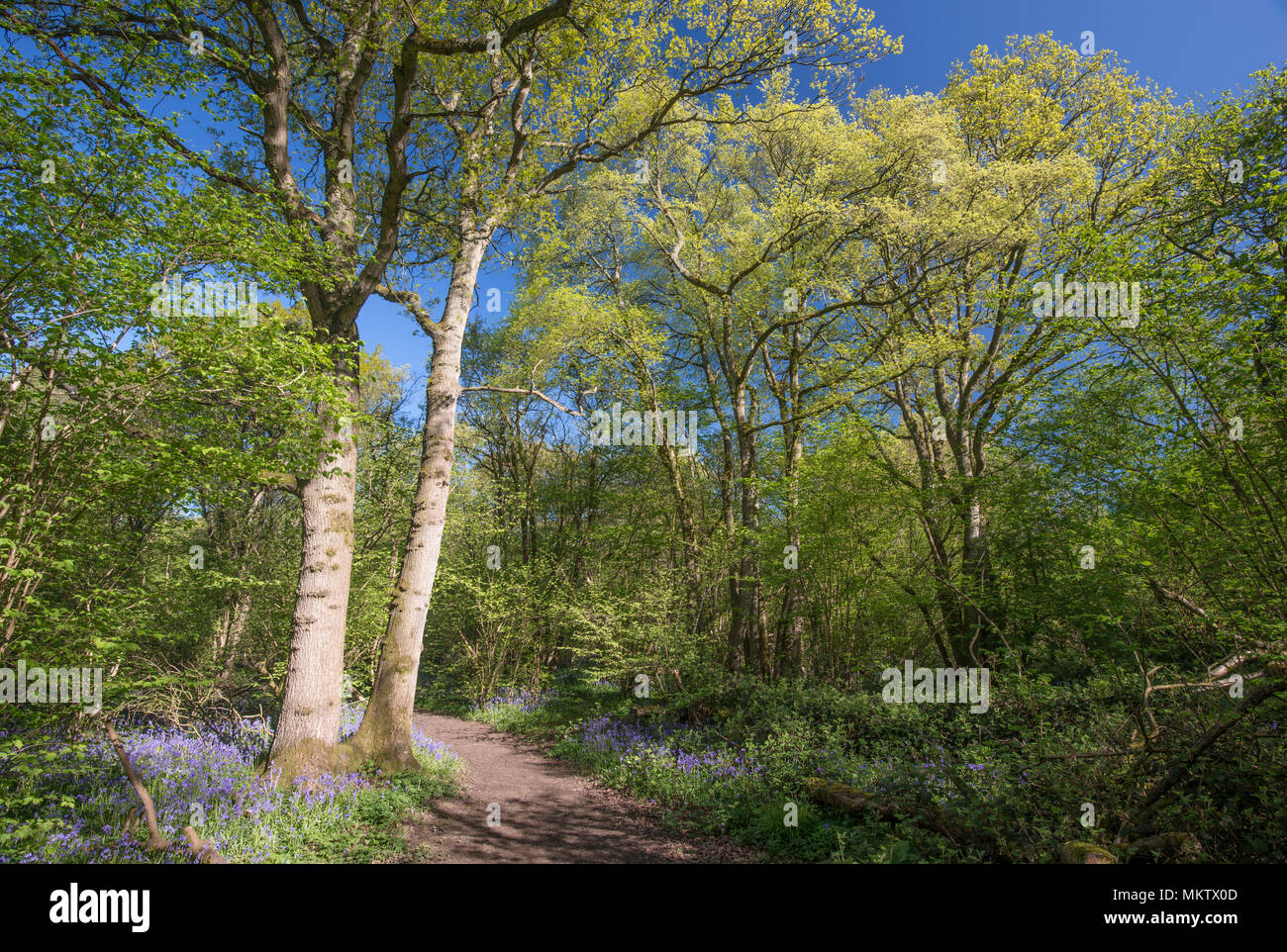 Footpath through Stoke Woods, Bicester, Oxfordshire owned by the ...