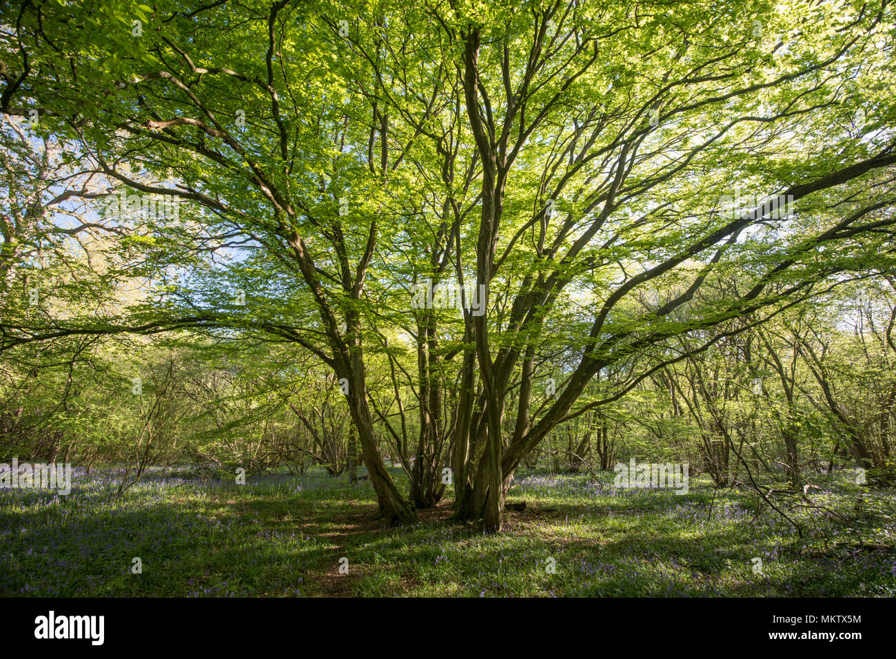 Ancient coppiced woodland hi-res stock photography and images - Alamy