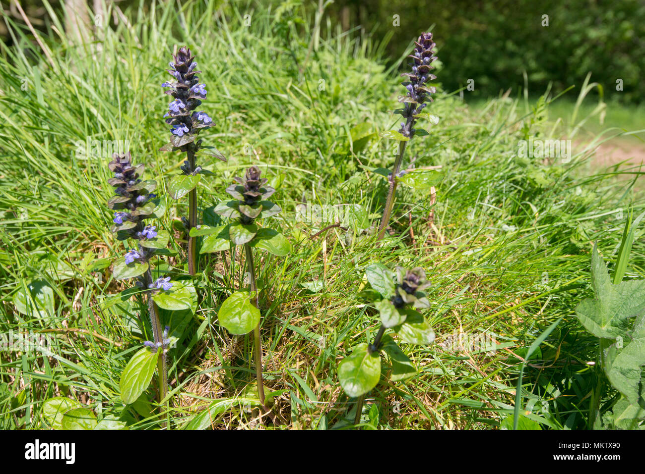 Bugle Flowers High Resolution Stock Photography and Images - Alamy