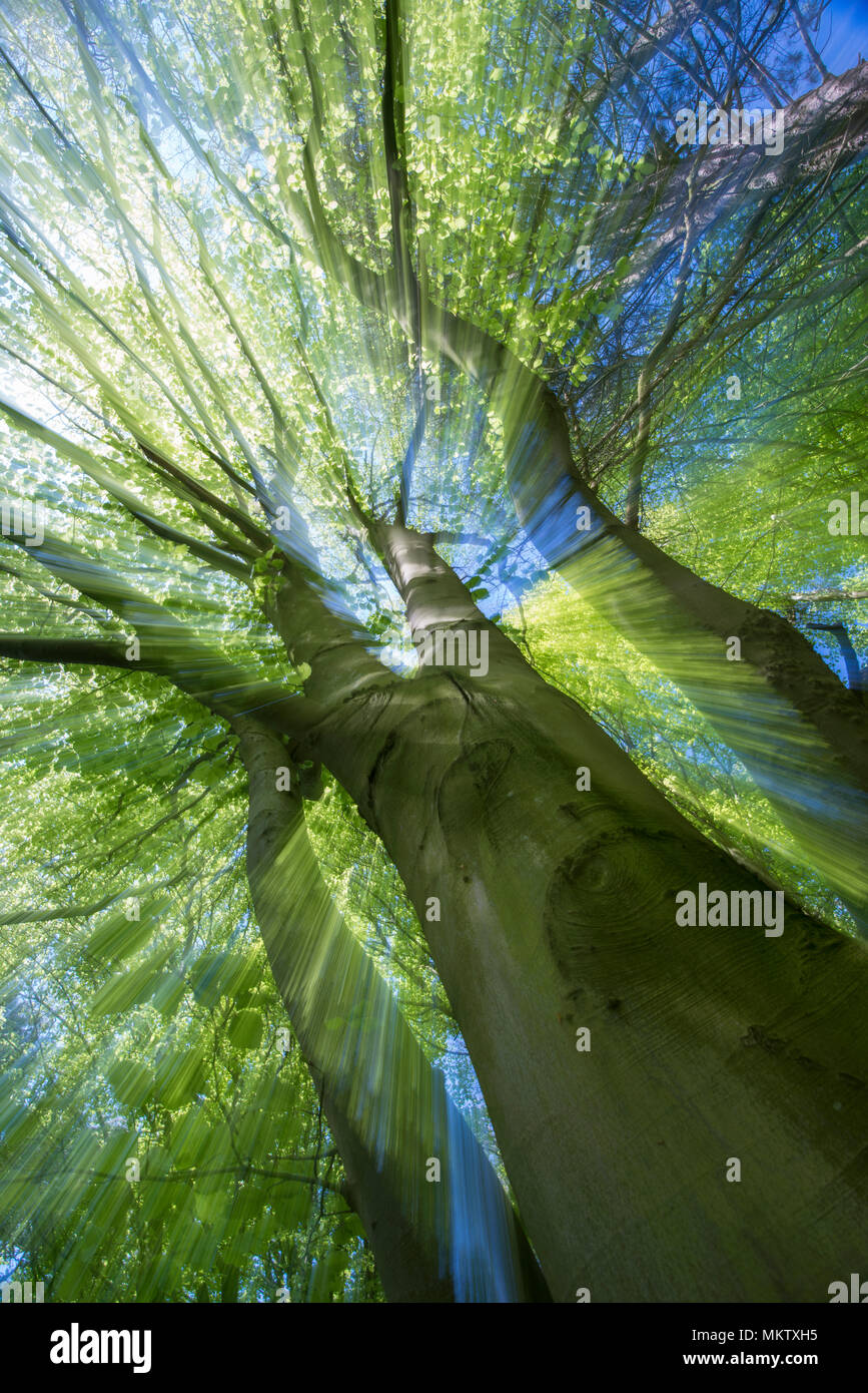 Stoke wood bicester hi-res stock photography and images - Alamy