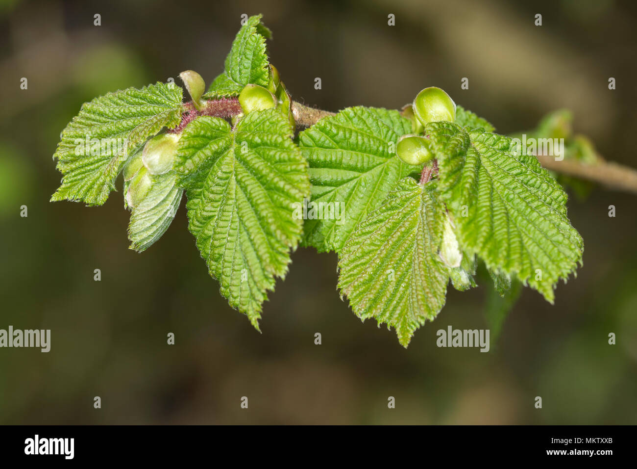 Burst of spring hi-res stock photography and images - Alamy