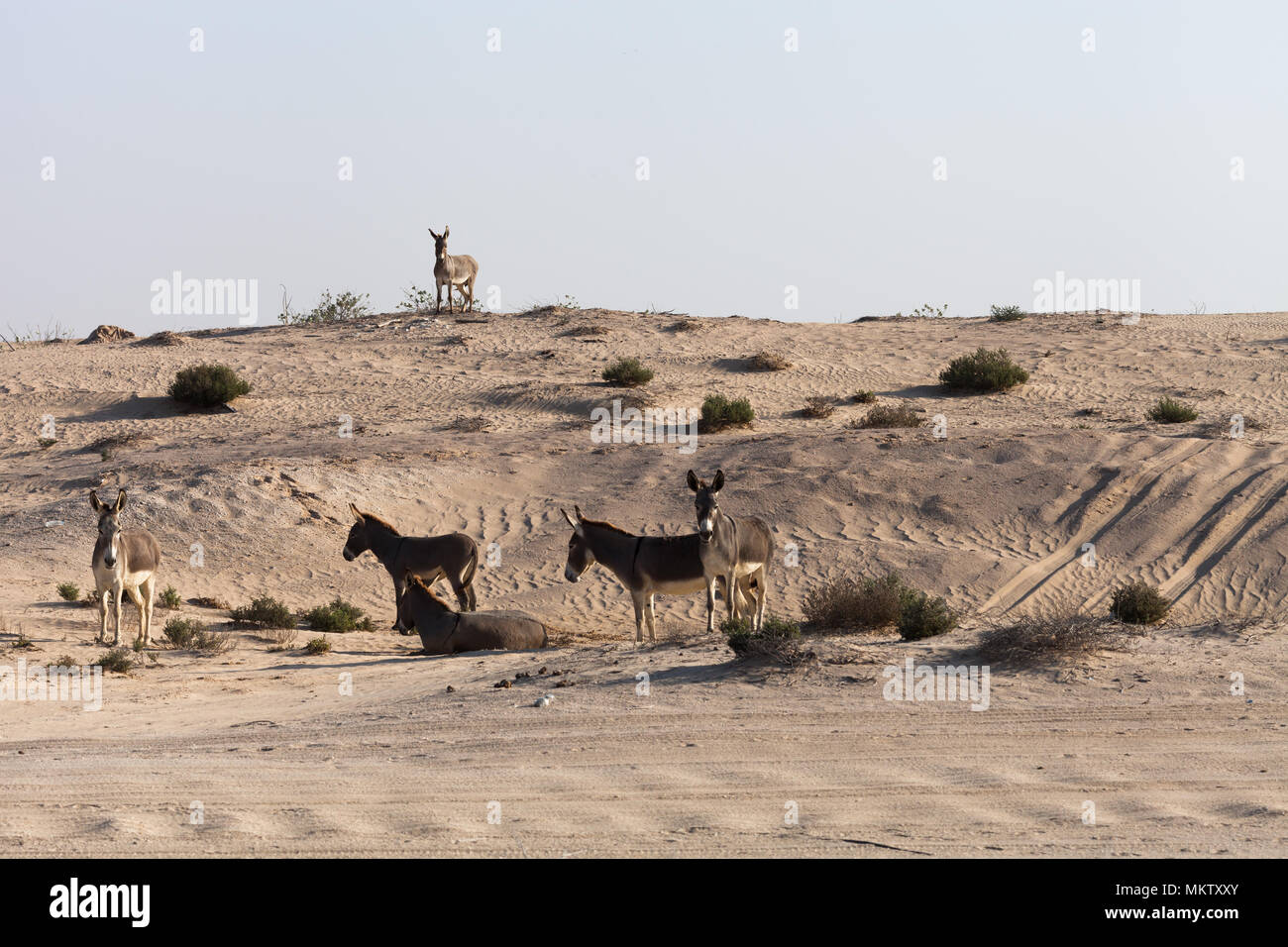 Donkeys in the Nevada desert at sunset Stock Photo - Alamy