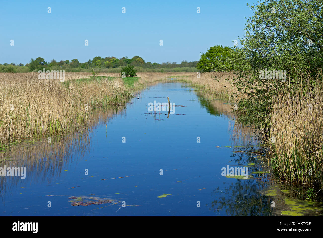 Strumpshaw Fen, an RSPB nature reserve near Norwich, Norfolk, England ...