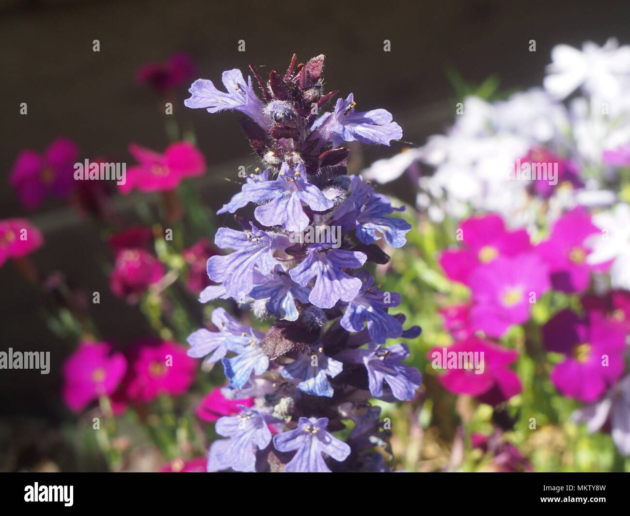 Alpine flowers fully open in the spring sunshine Stock Photo - Alamy