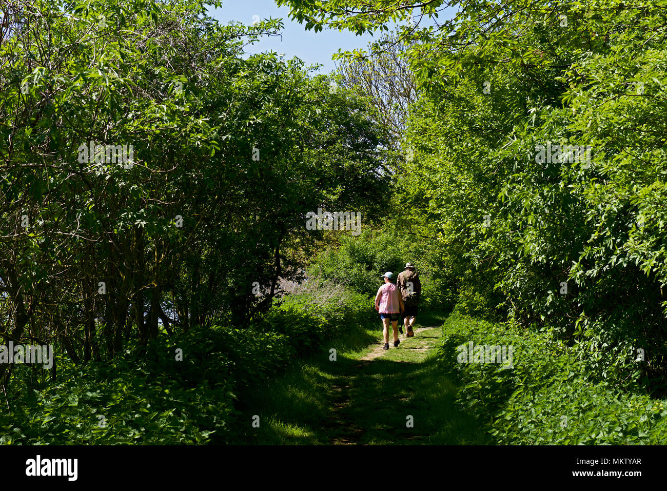 Strumpshaw fen nature reserve hi-res stock photography and images - Alamy