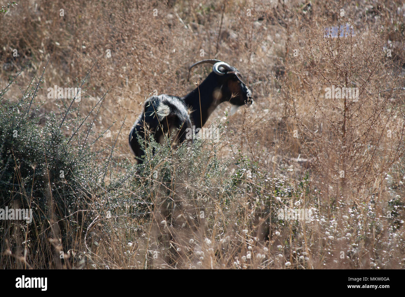 Goat on the island of Thassos Stock Photo - Alamy