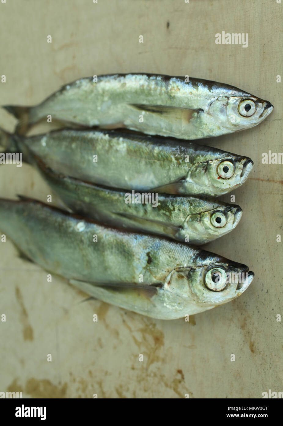 Sabrefish hi-res stock photography and images - Alamy