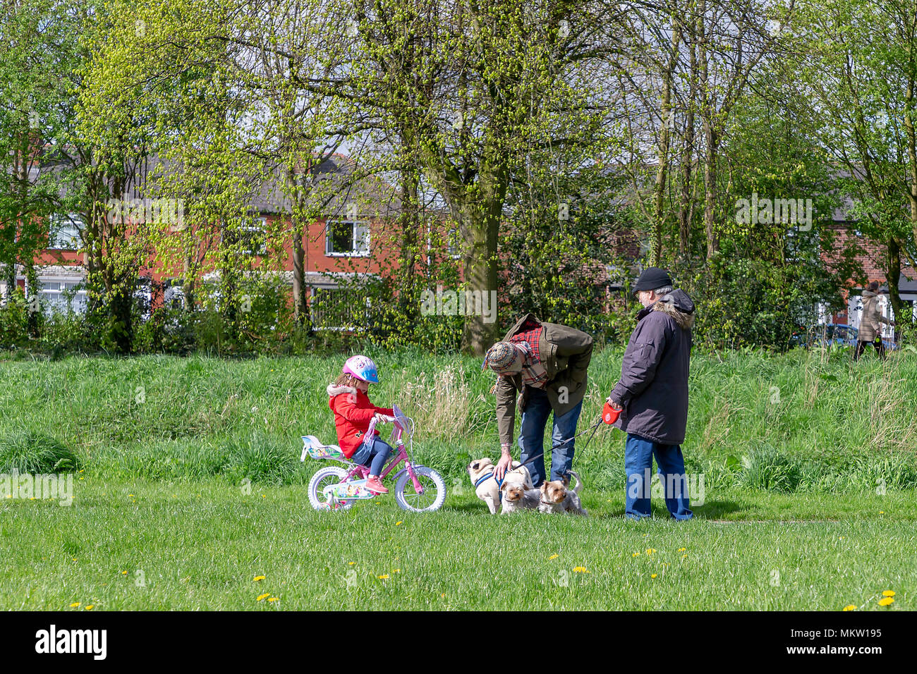 Elderly man walking three pet dogs on a sunny Sunday morning in Bruche ...