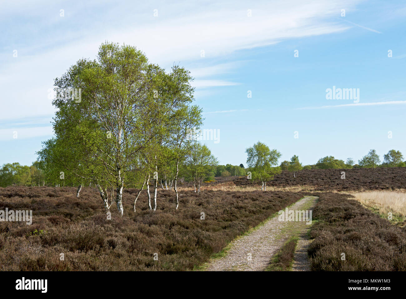 Westleton suffolk england hi-res stock photography and images - Alamy