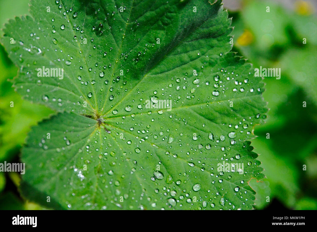 Water Droplets on Leaf Stock Photo - Alamy
