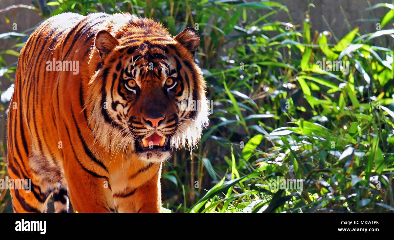Smithsonian zoo tiger hi-res stock photography and images - Alamy