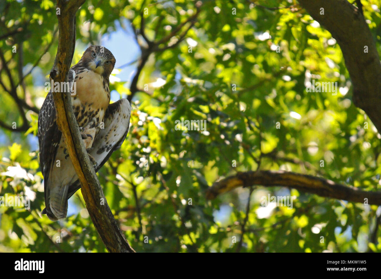 Red tail hawk staring hi-res stock photography and images - Alamy