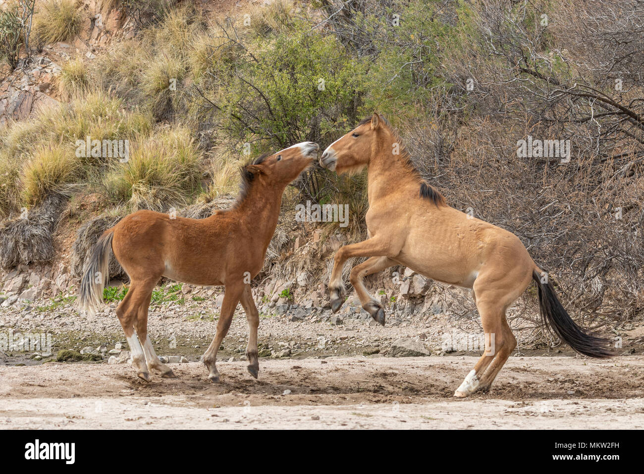 Wild horses Fighting in the Arizona Desert Stock Photo - Alamy